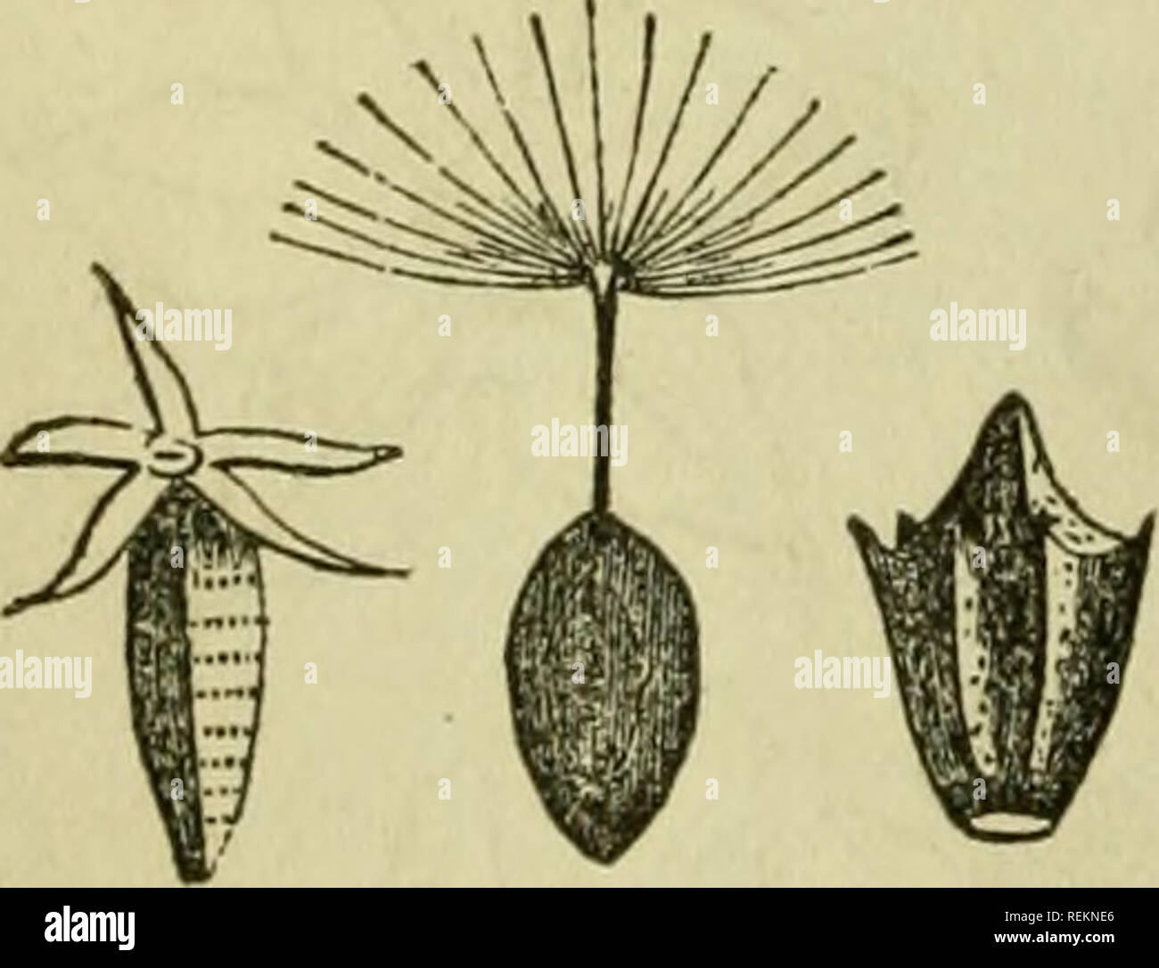 . Class-book of botany: being outlines of the structure, physiology and ...
