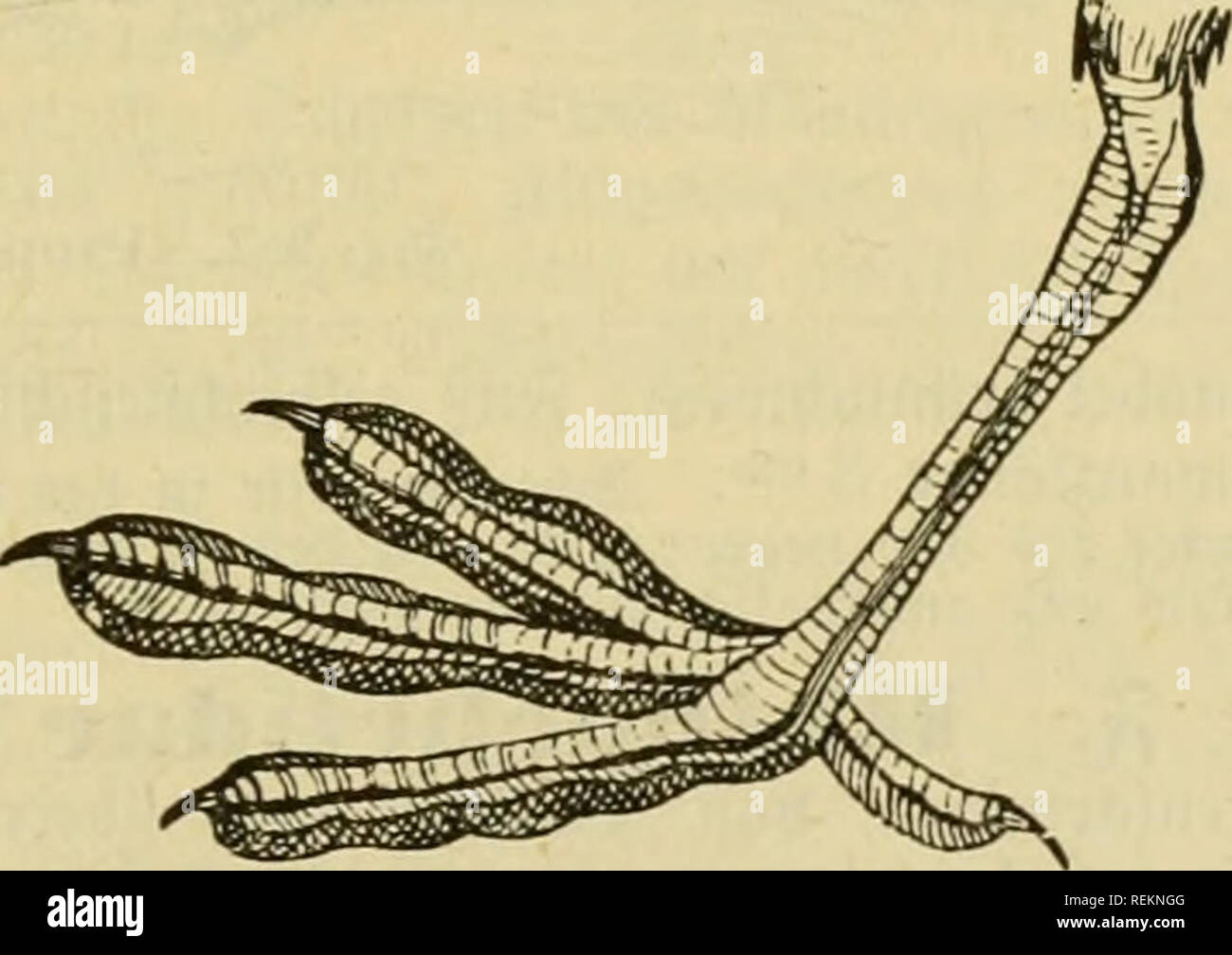 5 nieten hi-res stock photography and images - Alamy