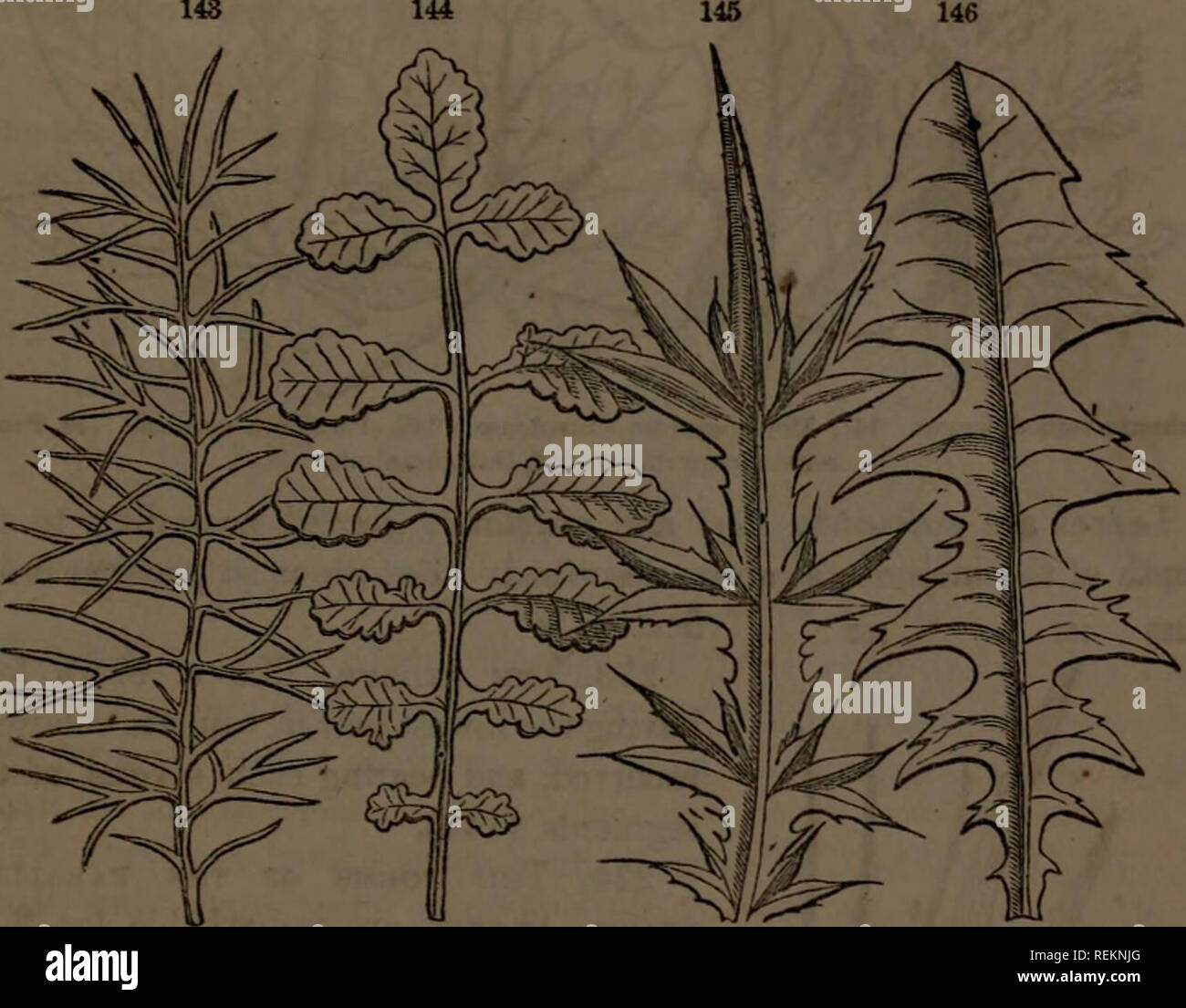 . Class-book of botany : being outlines of the structure, physiology ...