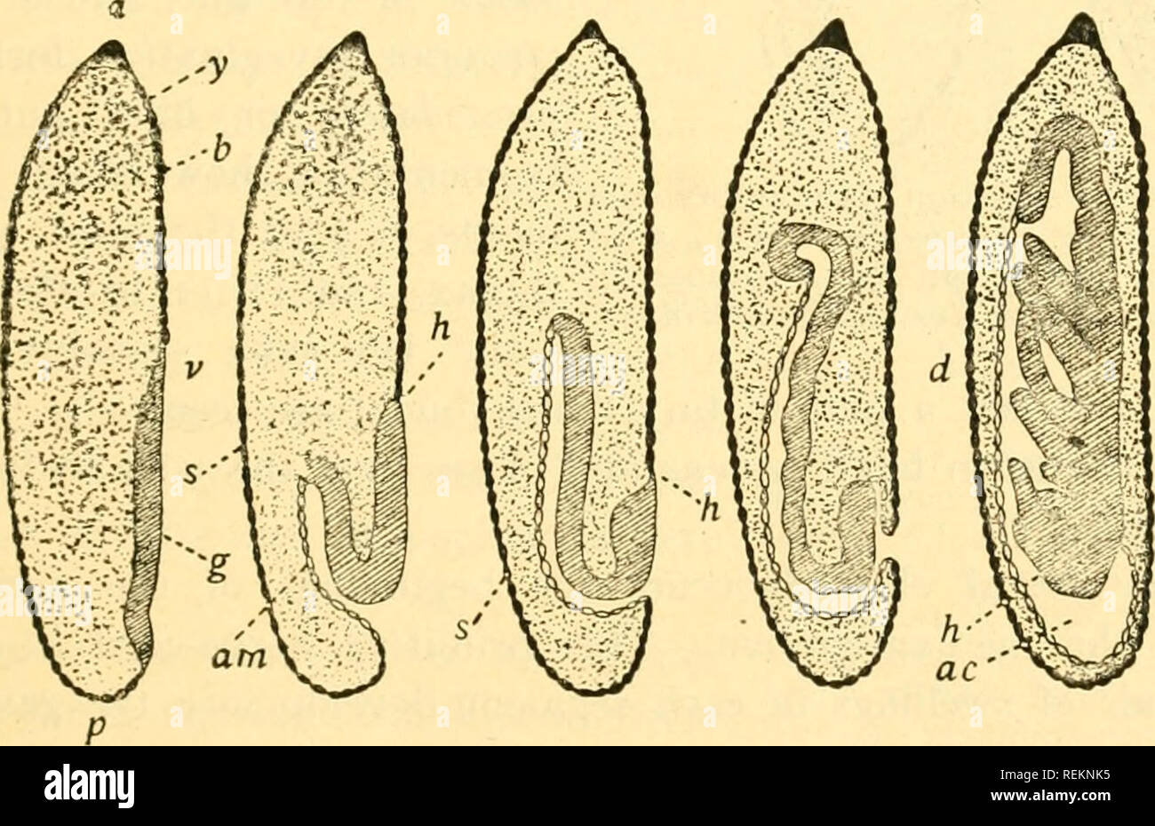Sagittal band hi-res stock photography and images - Alamy