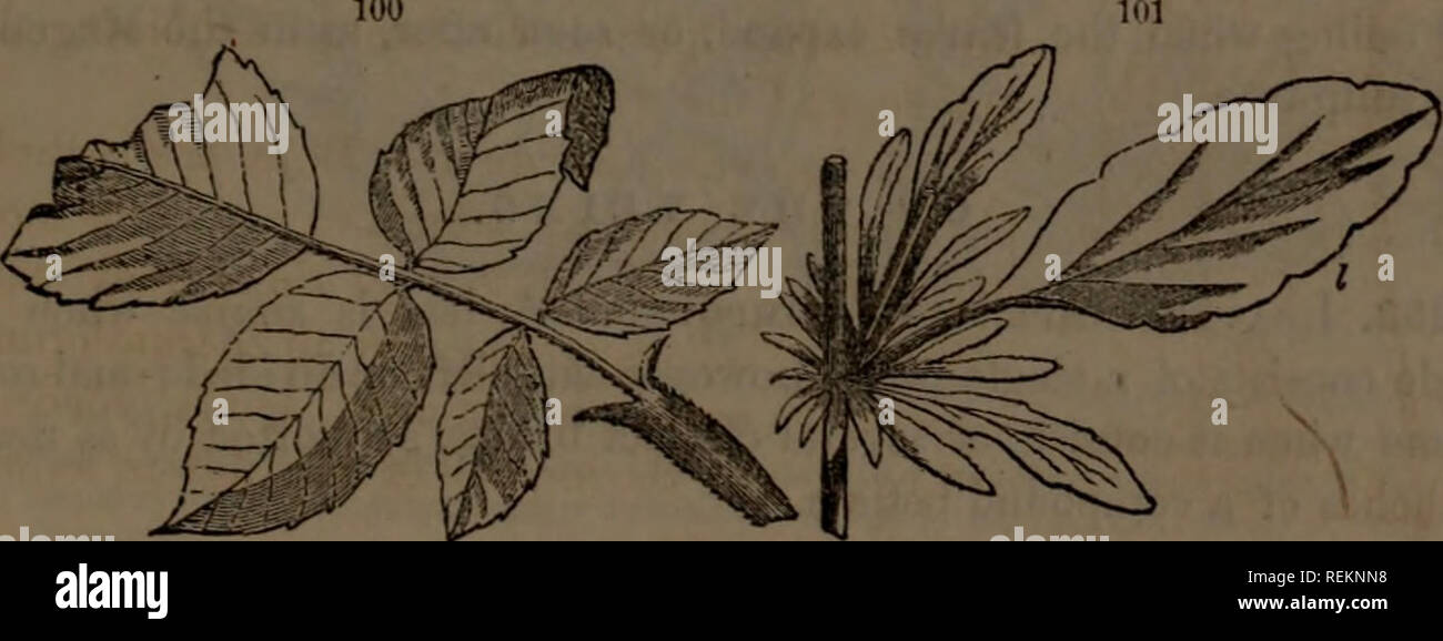 . Class-book of botany : being outlines of the structure, physiology ...