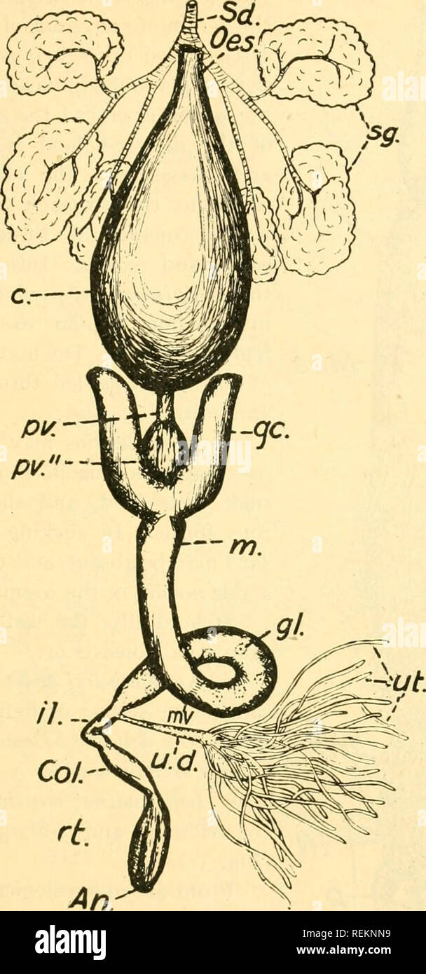 Mesenteron hi-res stock photography and images - Alamy