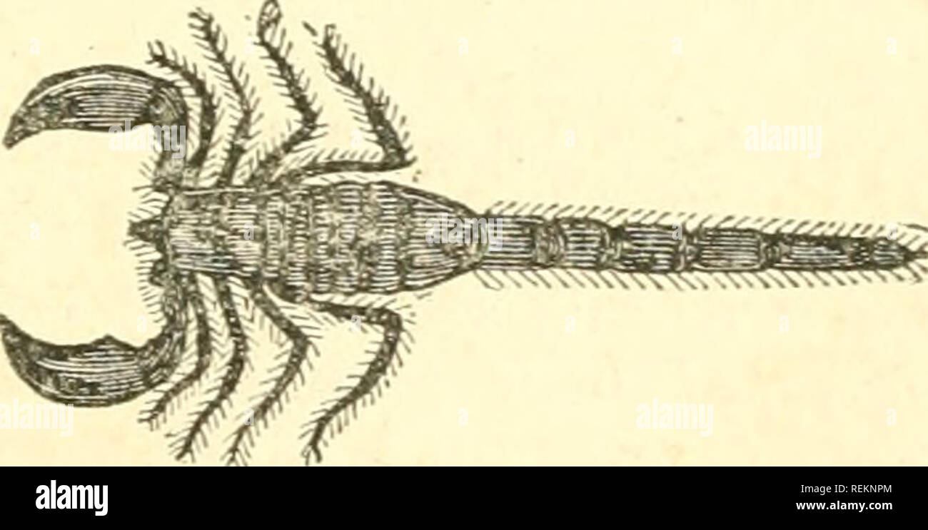 Scorpio afer hi-res stock photography and images - Alamy