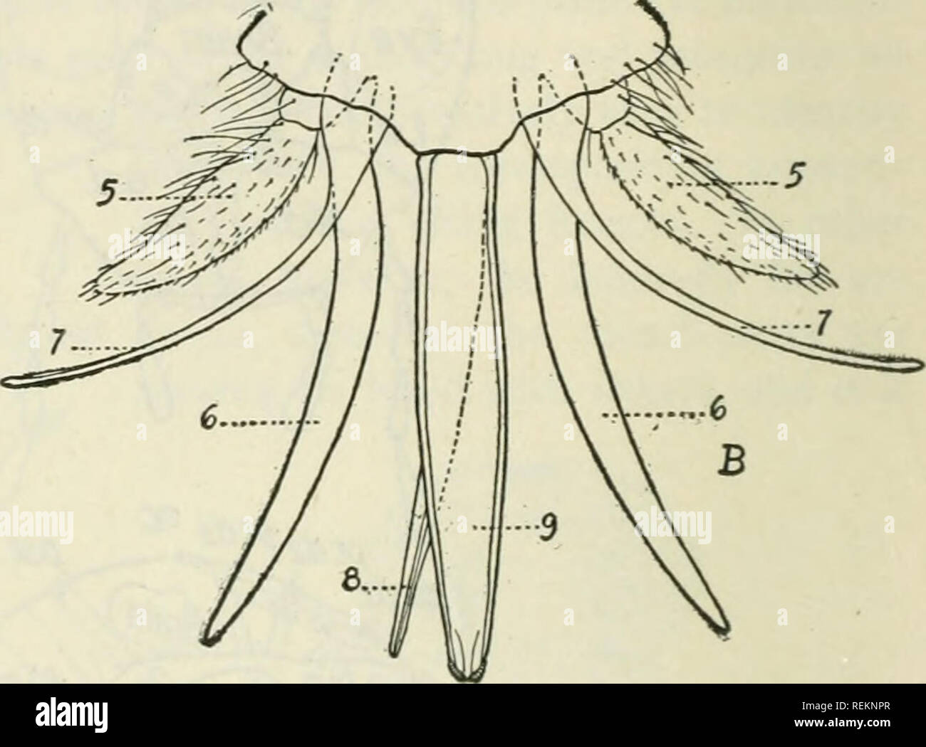 . Class book of economic entomology, with special reference to the ...