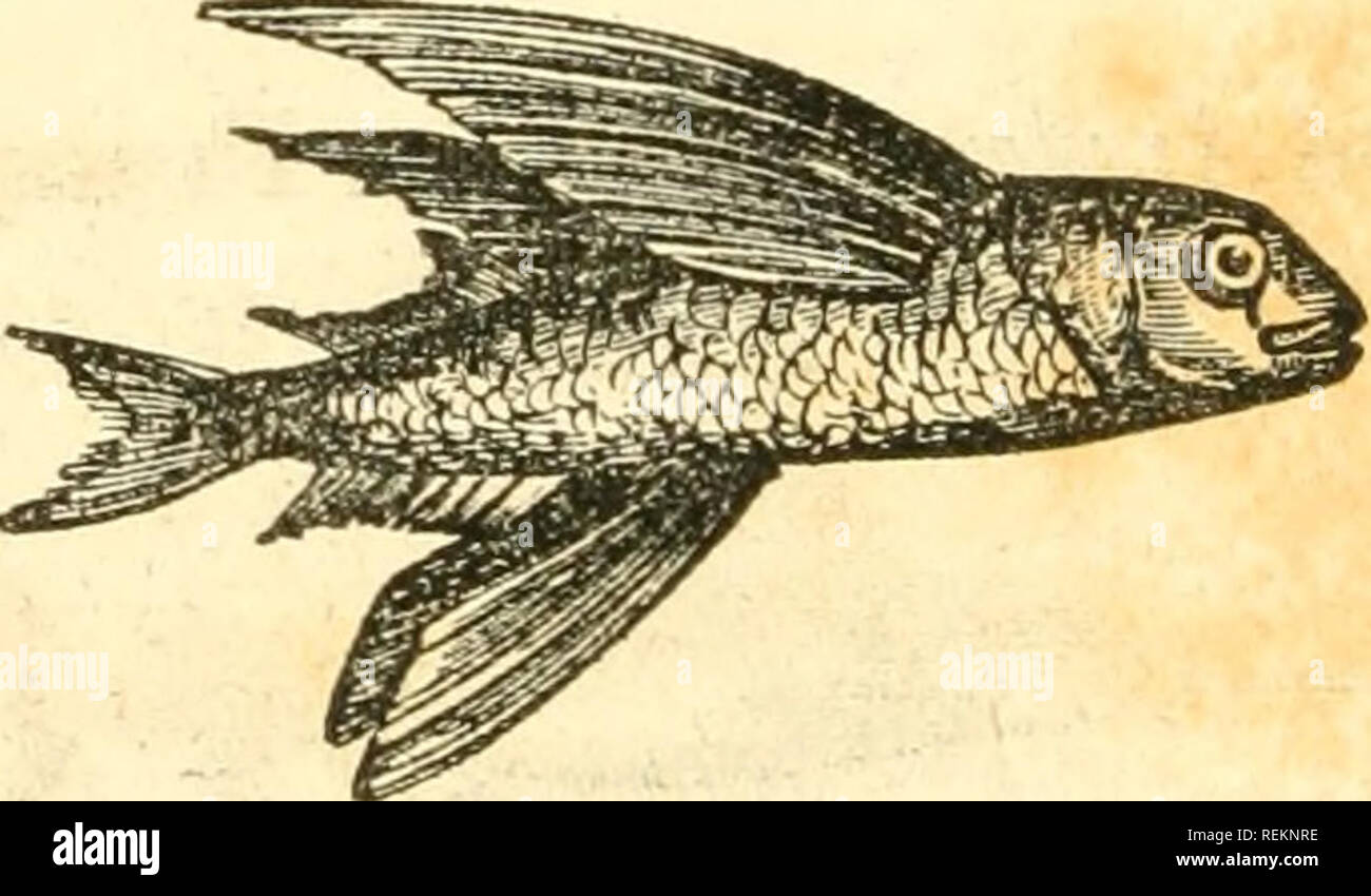 Exocetus hi-res stock photography and images - Alamy