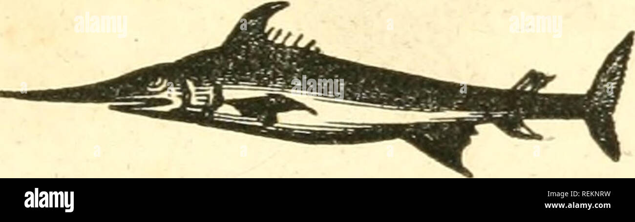 Jugular fishes hi-res stock photography and images - Alamy