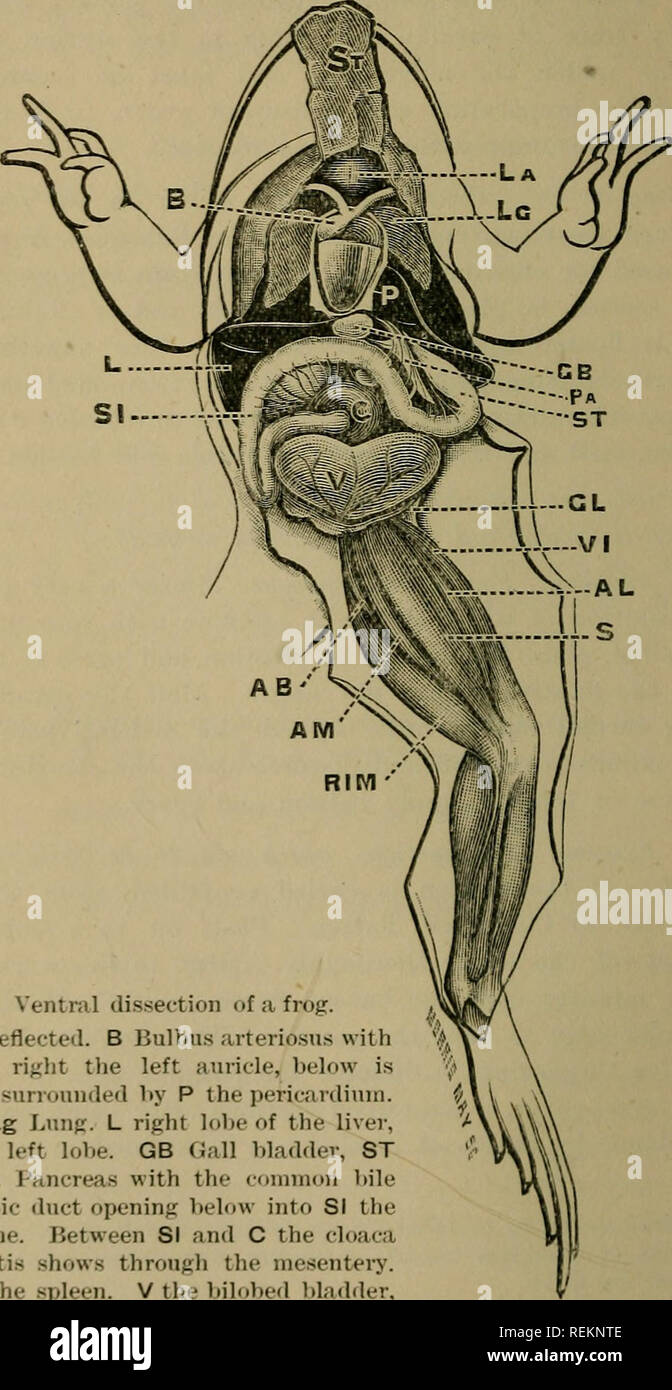 . A class book of (elementary) practical physiology : including ...