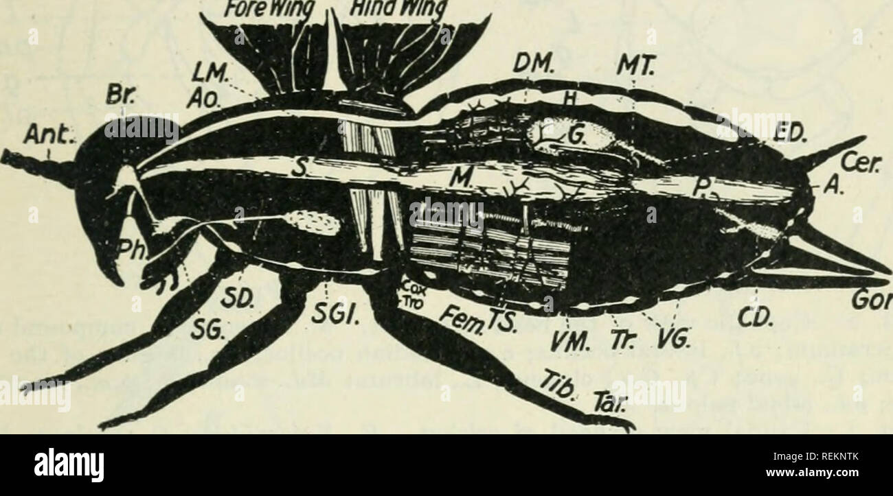 . Class book of economic entomology, with special reference to the ...