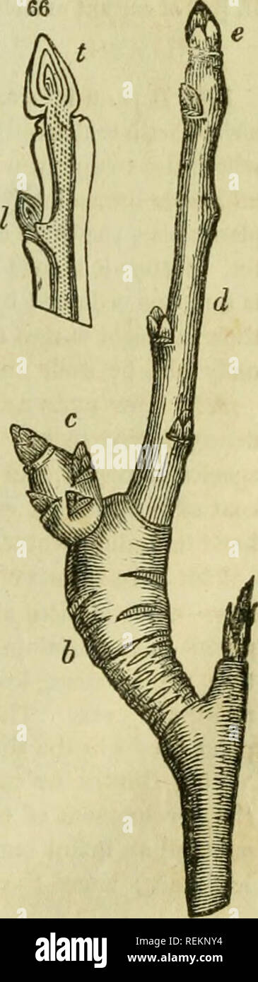 Axillary bulb hi-res stock photography and images - Alamy