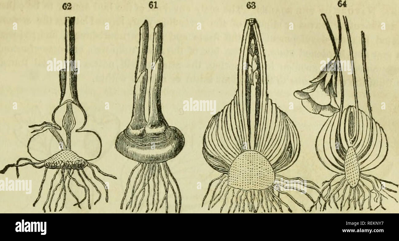 Section crocus hi-res stock photography and images - Alamy