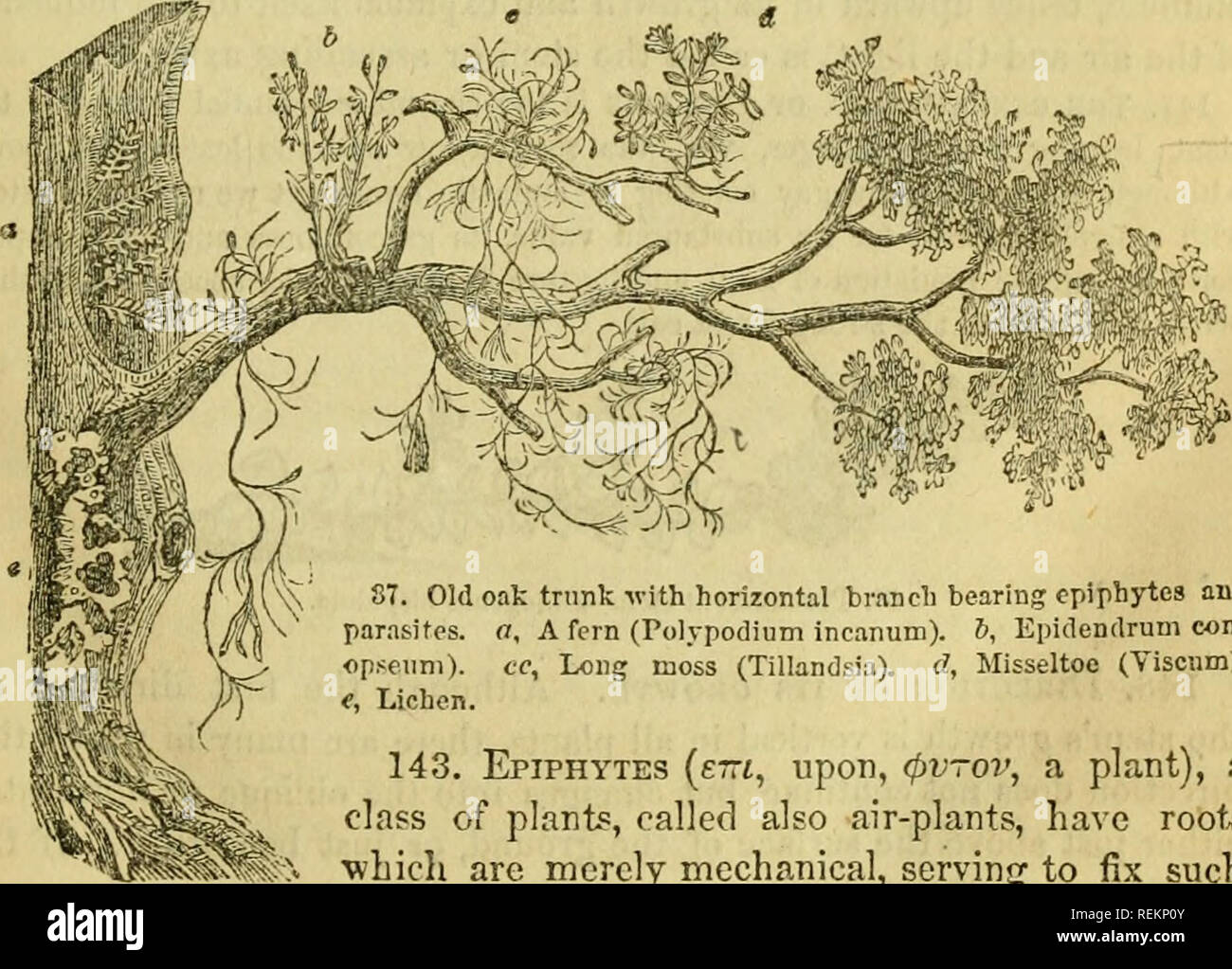 . Class-book of botany: being outlines of the structure, physiology and ...