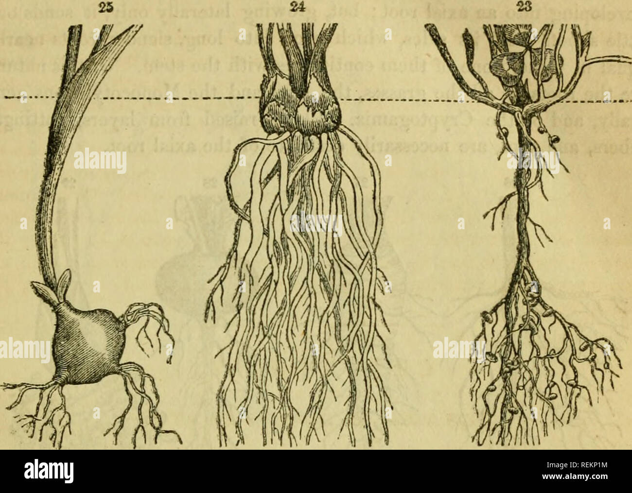 . Class-book of botany: being outlines of the structure, physiology and ...