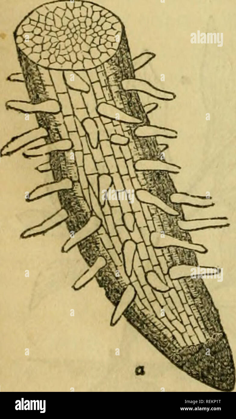 Tuberous root structure hi-res stock photography and images - Alamy