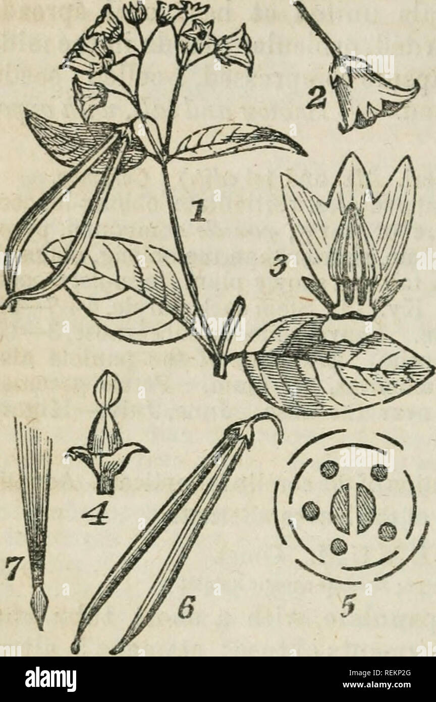 Twisted aestivation hi-res stock photography and images - Alamy