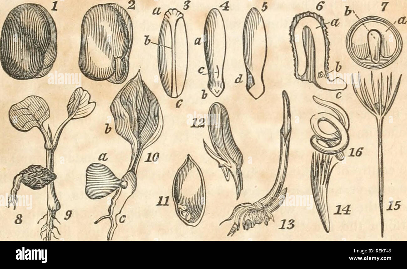 Parallel Veins Stock Photos & Parallel Veins Stock Images - Alamy
