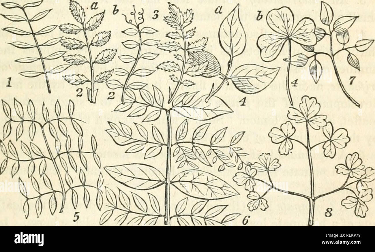 . A class-book of botany, designed for colleges, academies, and other ...