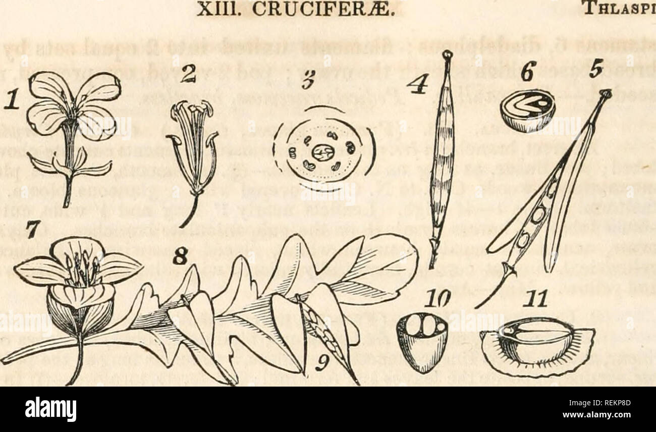 . A class-book of botany; designed for colleges, academies, and other ...