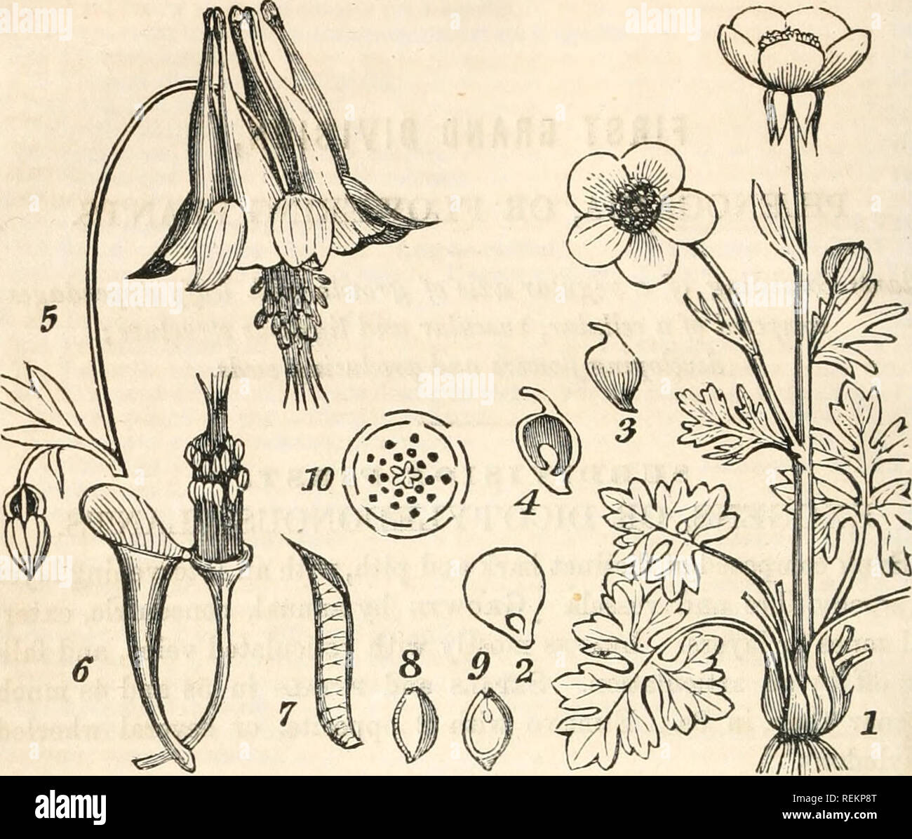 . A class-book of botany; designed for colleges, academies, and other ...