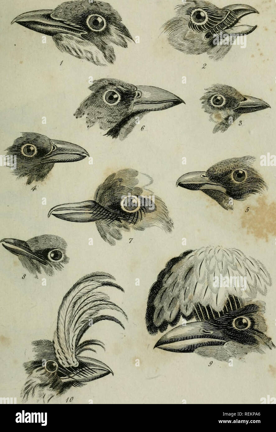 Class aves hi-res stock photography and images - Alamy