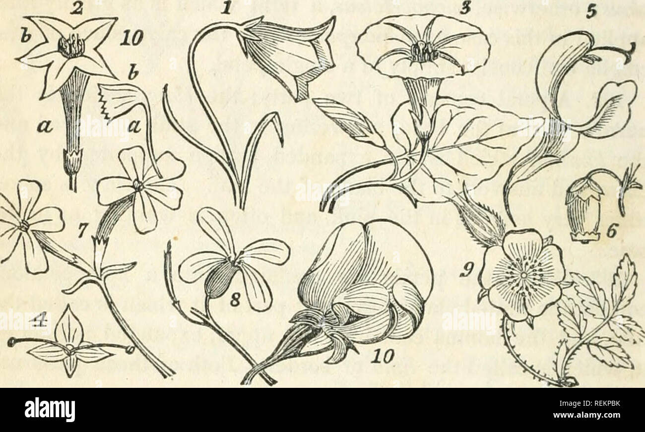 . A class-book of botany, designed for colleges, academies, and other ...