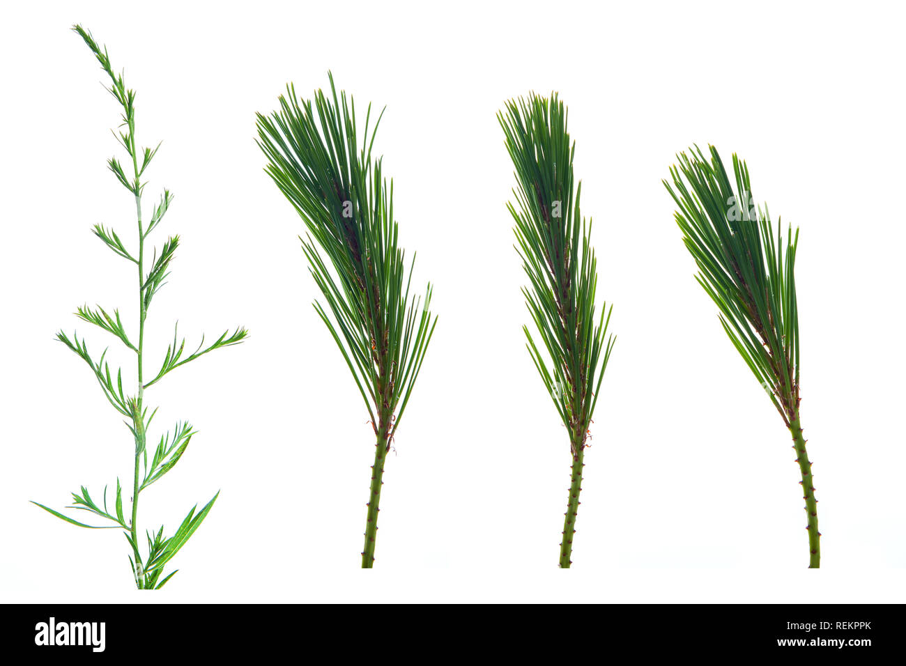 Set of grass, leaves, flowers, plants, and stems. Collection of green ...