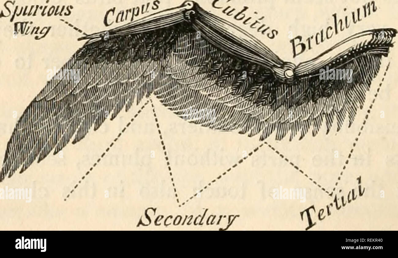 Tertial wing feathers hi-res stock photography and images - Alamy