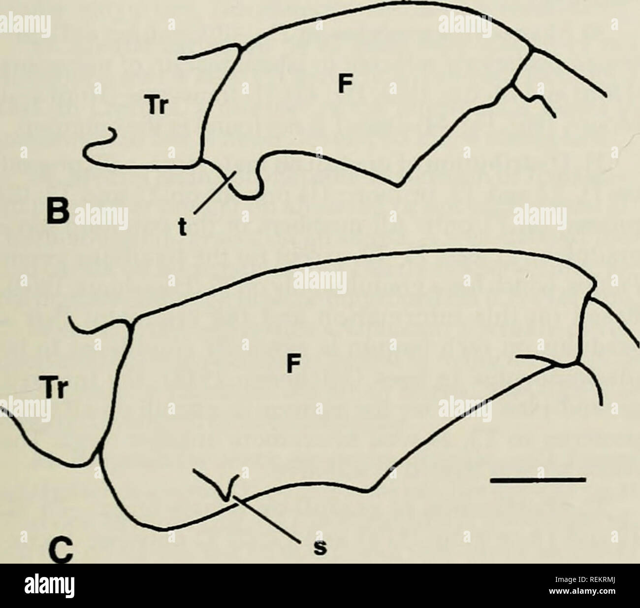 S hottentota hi-res stock photography and images - Alamy