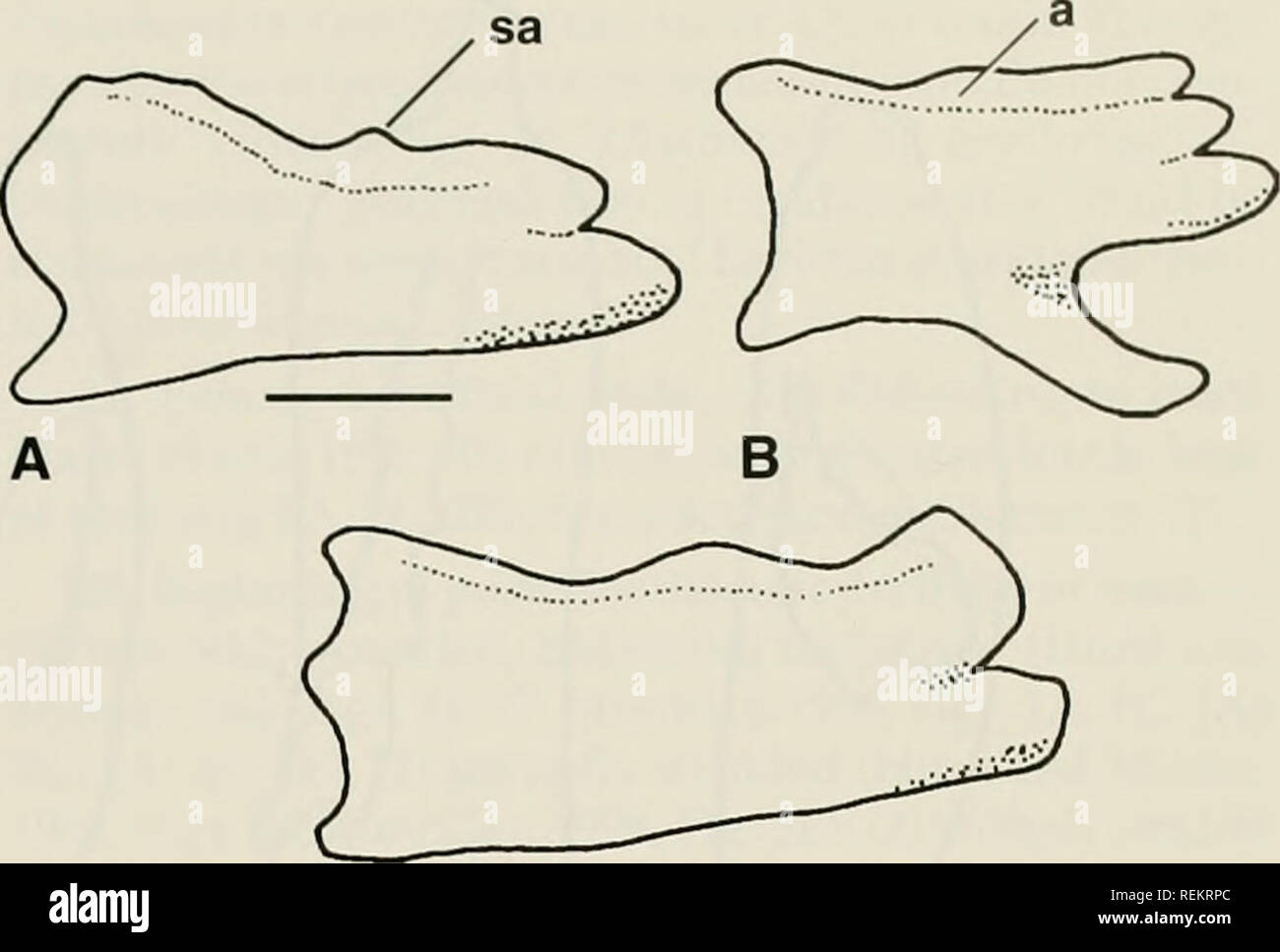 Propodeum hi-res stock photography and images - Alamy