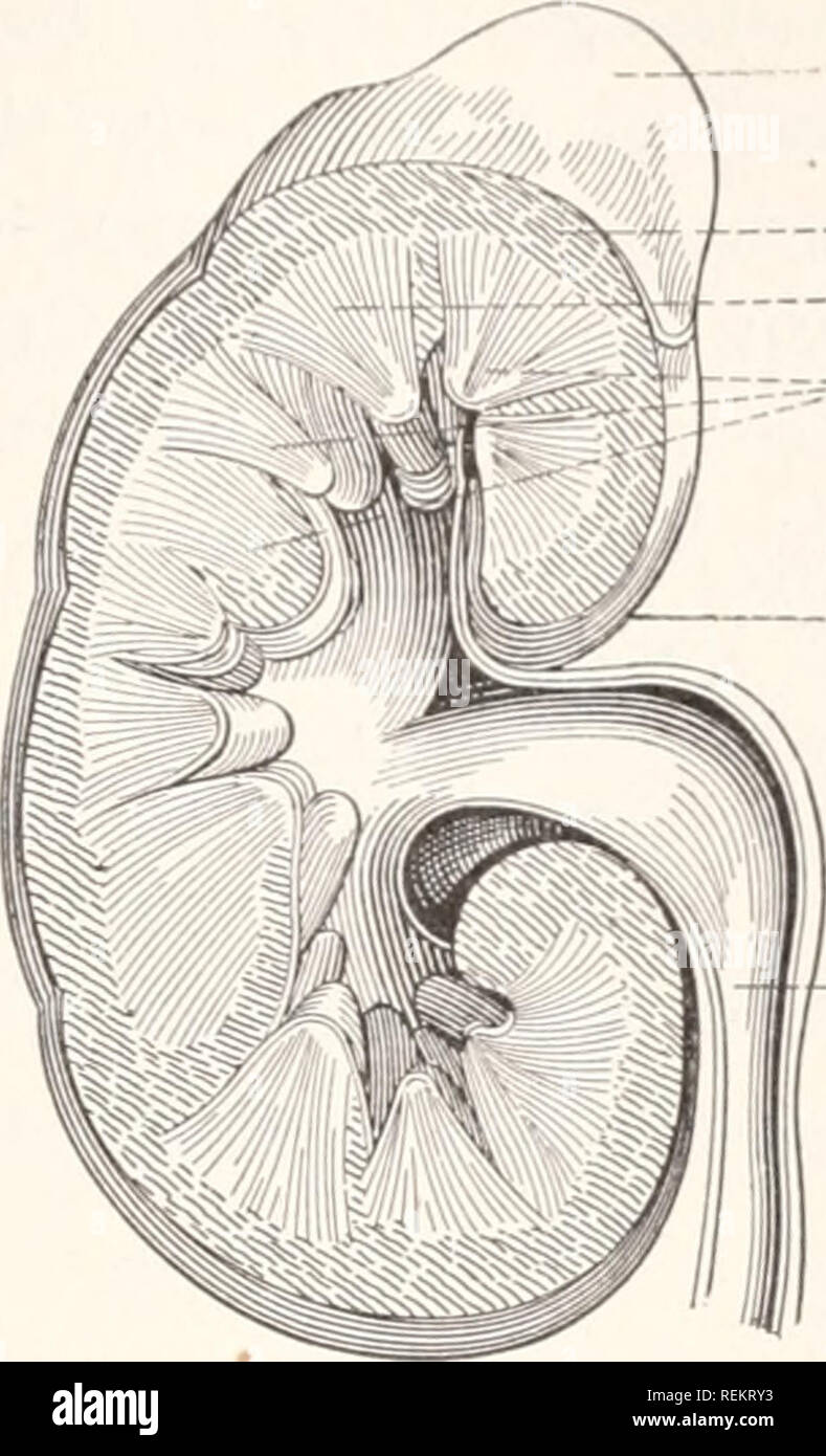 . A civic biology : presented in problems. Biology; Sanitation ...