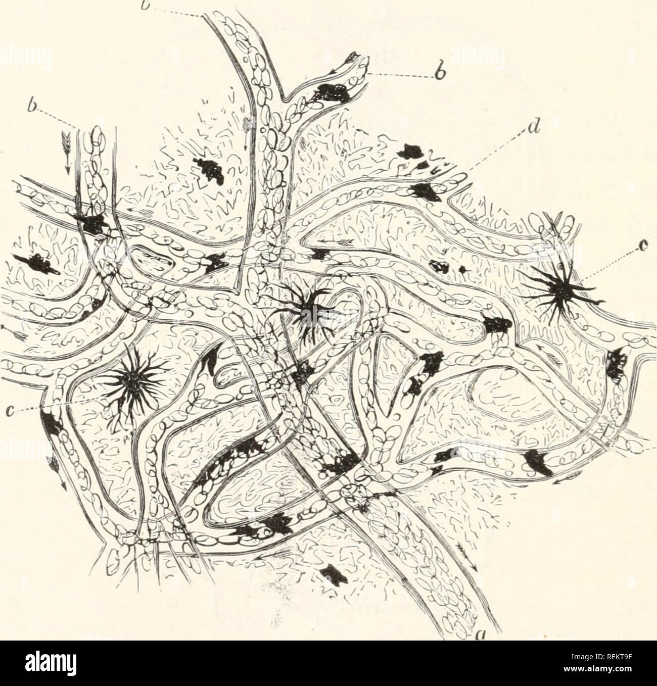 . A civic biology : presented in problems. Biology; Sanitation. 322 THE ...