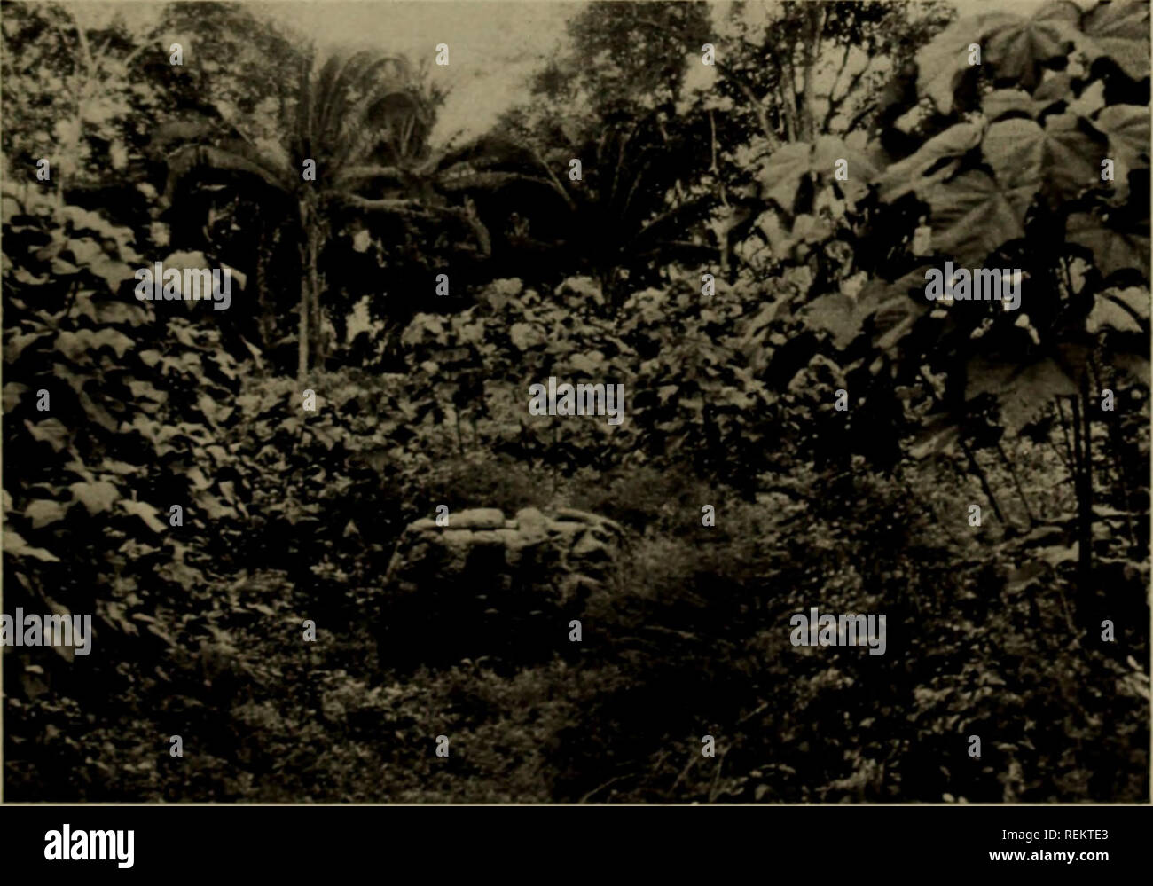 Humid lowlands hi-res stock photography and images - Alamy