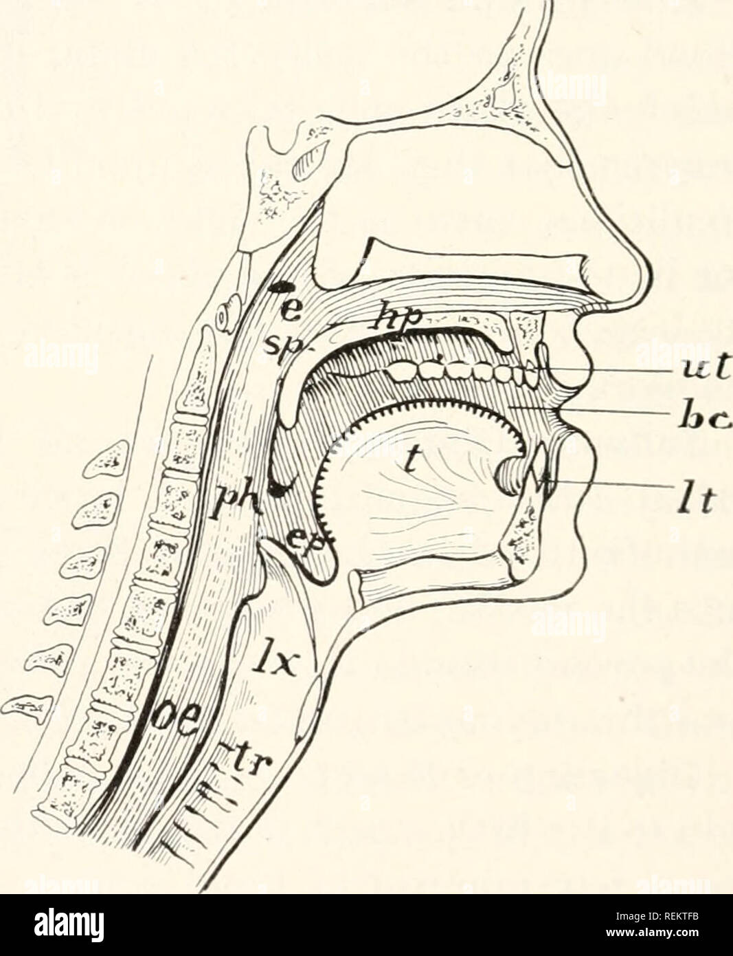 Nostril opening hi-res stock photography and images - Alamy
