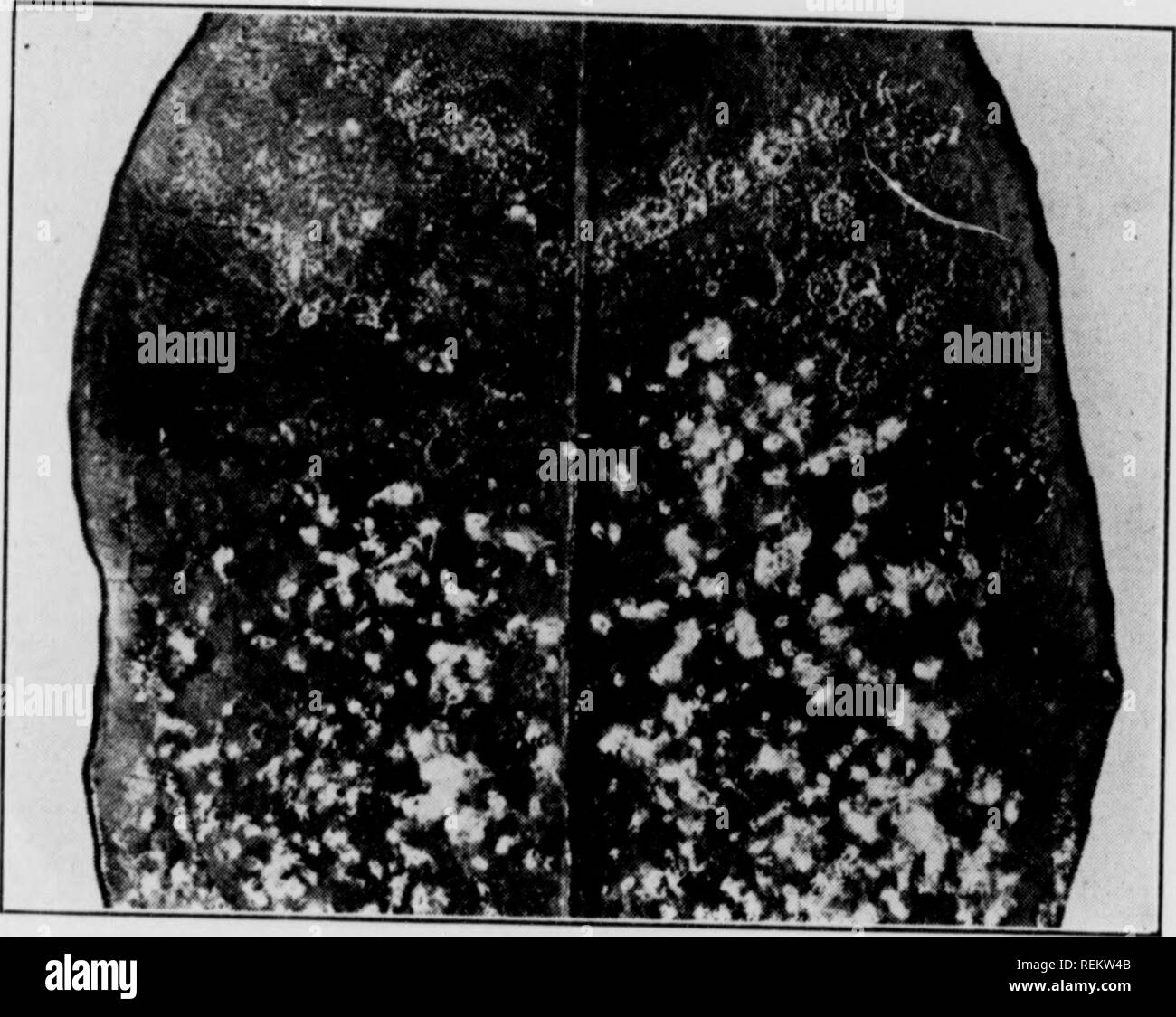 Infestation of fruit flies on fruit Black and White Stock Photos ...