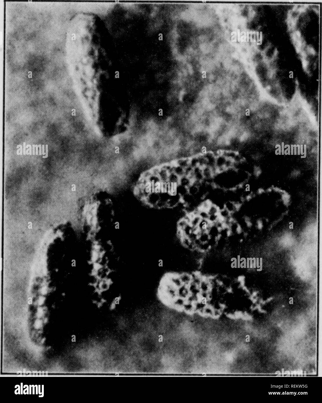 Citrus species Black and White Stock Photos & Images - Alamy