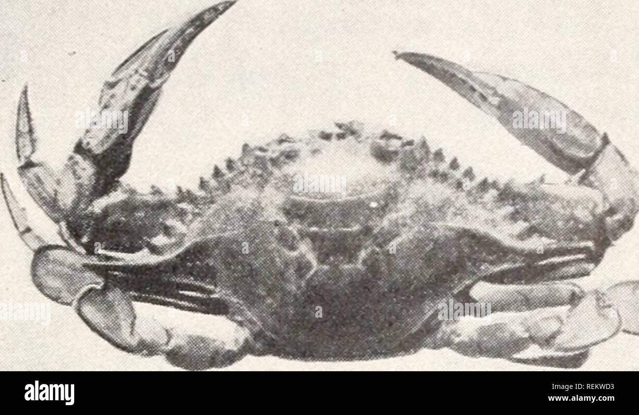 Crustaceans form a large hi-res stock photography and images - Alamy