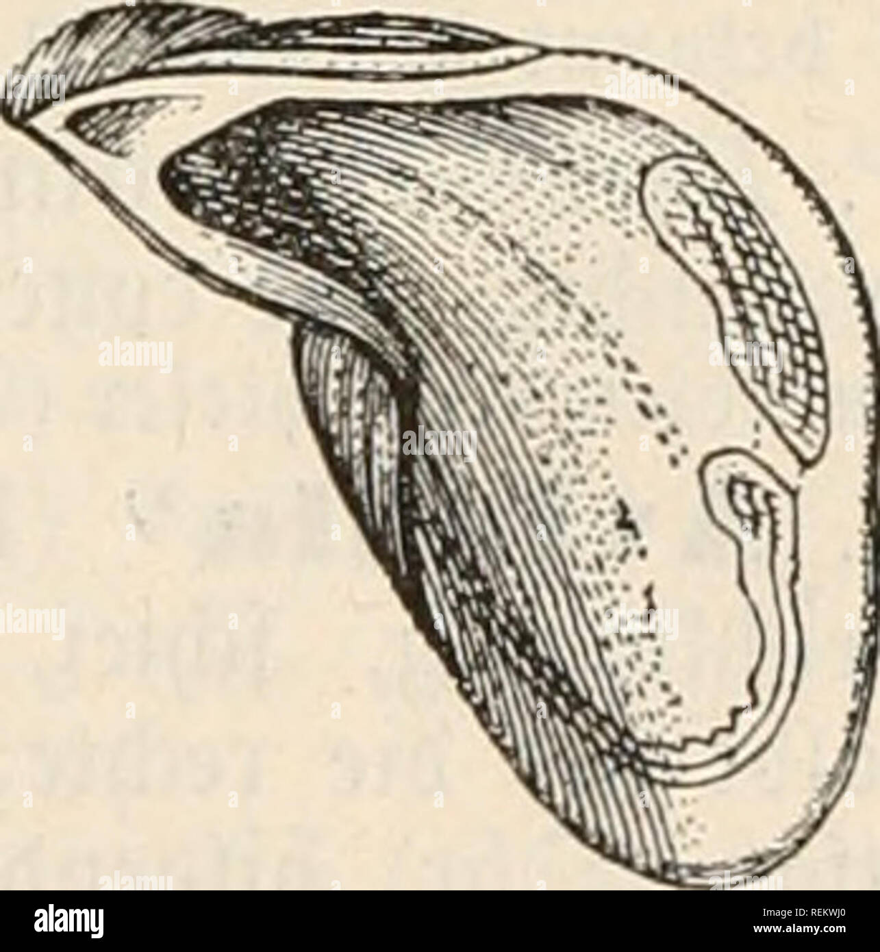 Lithodomus lithophagus hi-res stock photography and images - Alamy