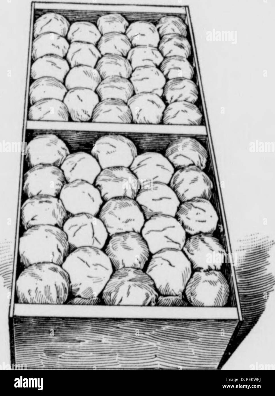 Strawberries packed in boxes Black and White Stock Photos & Images - Alamy