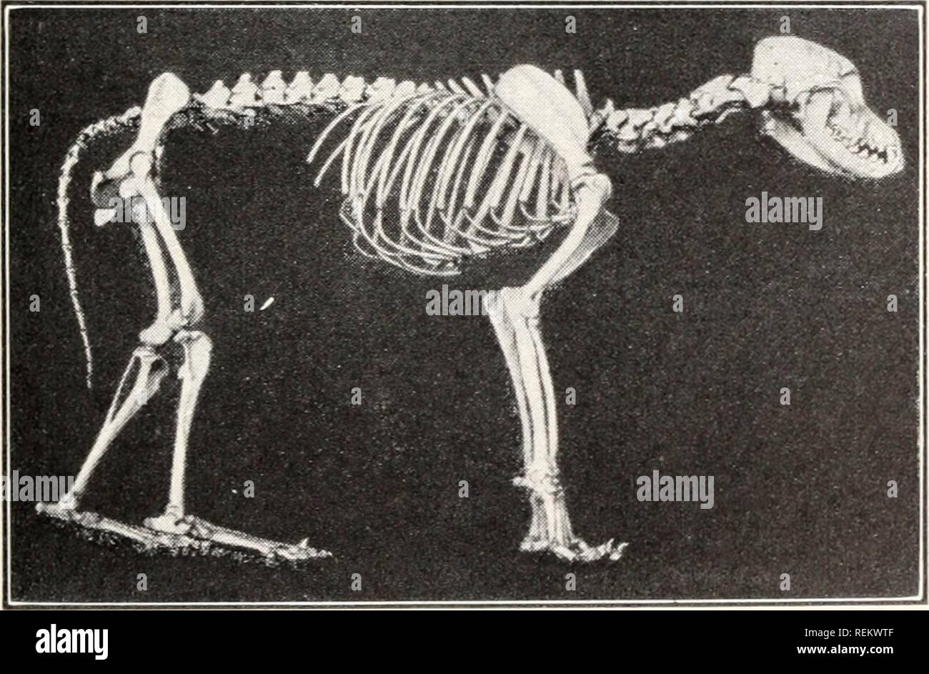 Fused gills hi-res stock photography and images - Alamy