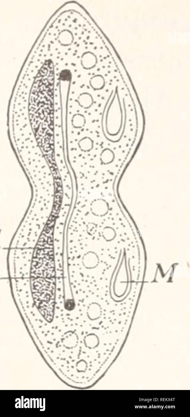 . A civic biology : presented in problems. Biology; Sanitation. SINGLE ...
