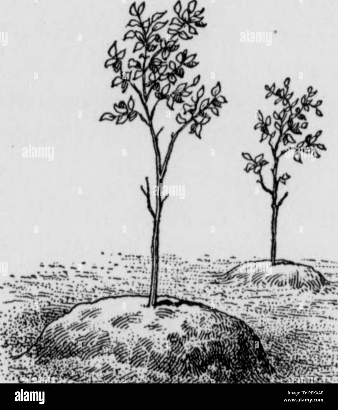 Planting fruit tree roots Black and White Stock Photos & Images - Alamy