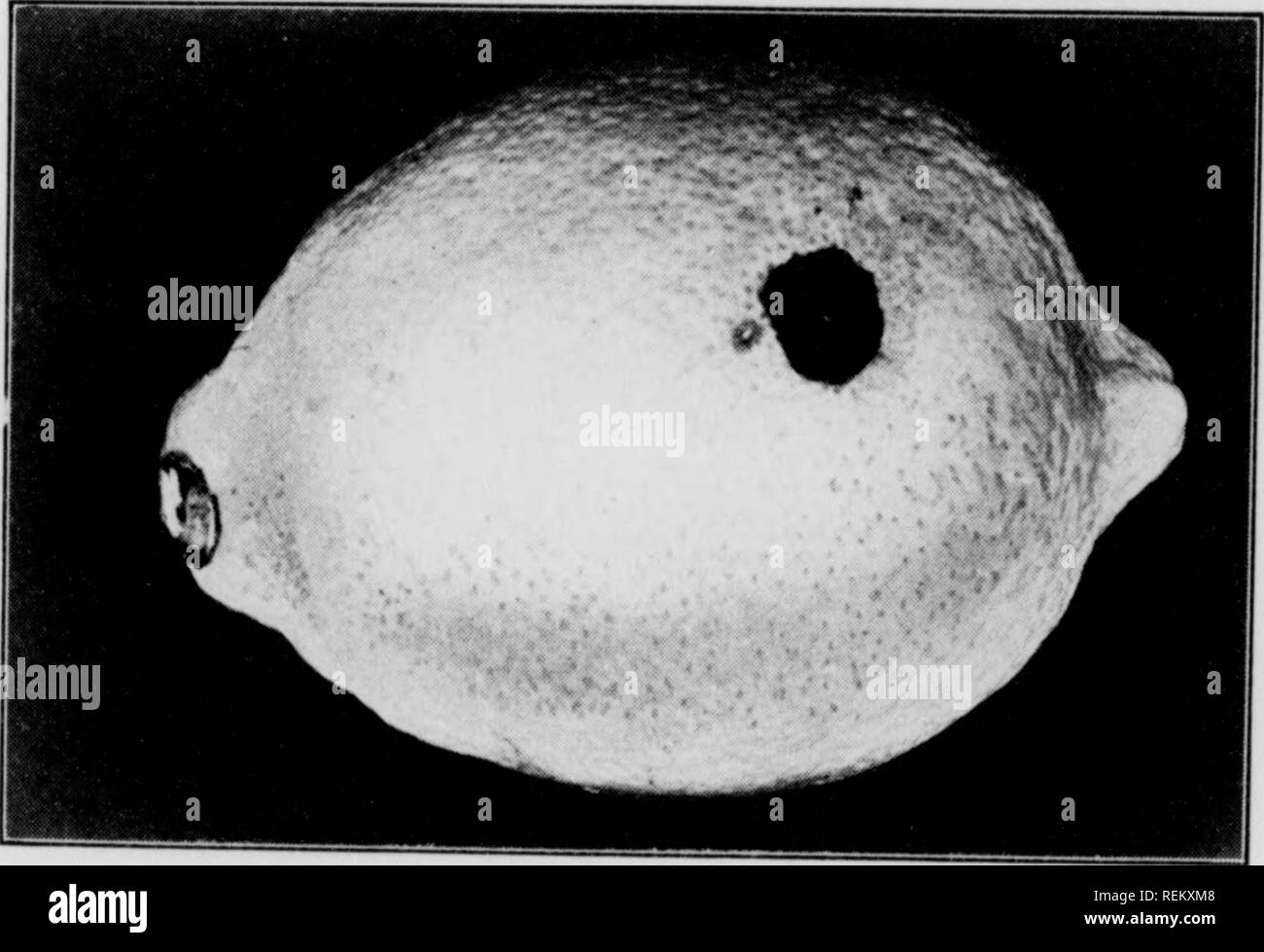 Exanthema hi-res stock photography and images - Alamy