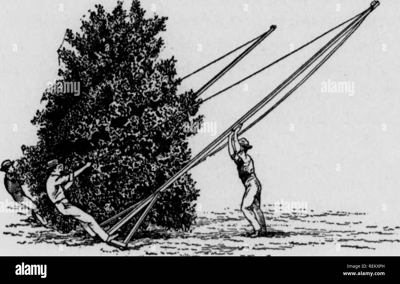 Pulled figs hi-res stock photography and images - Alamy