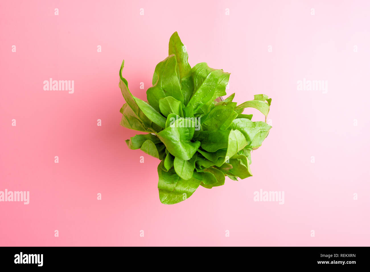 a bundle of fresh spinach on pink background healthy eating concept ...