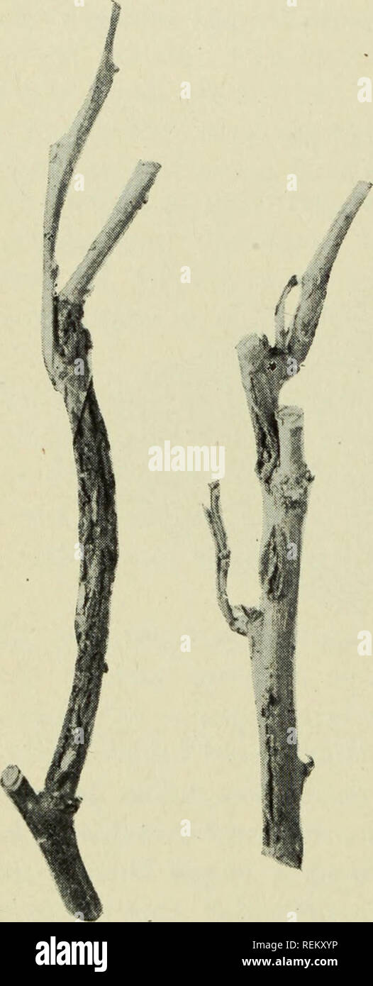 Exanthema hi-res stock photography and images - Alamy