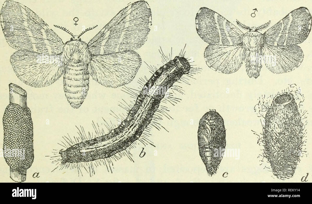 . Circular. Insects. IX mwi if m wu Site ummni, Issued January 28, 1008 ...