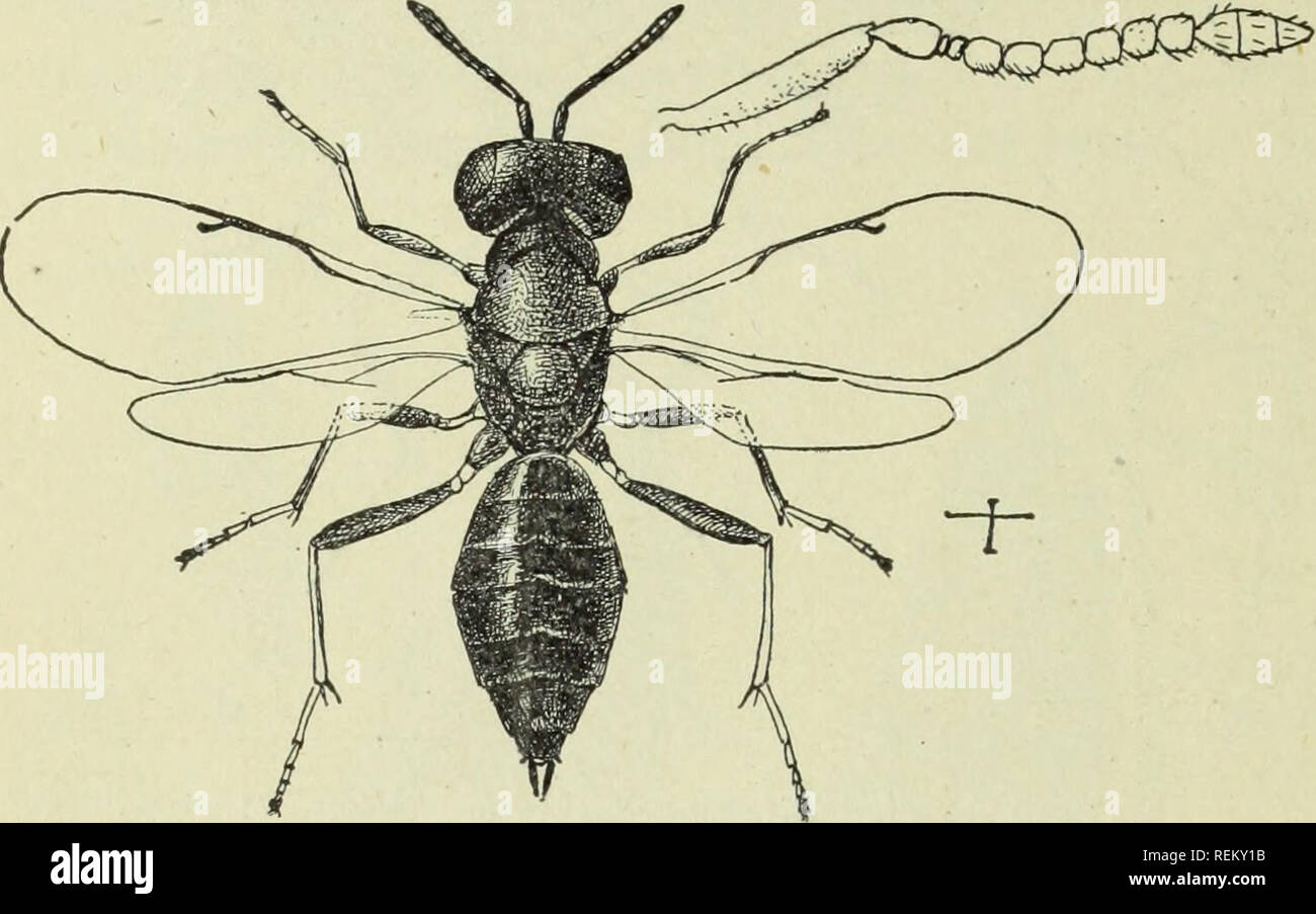 . Circular. Insects. 8 tertiary parasite. Hdbrocytus thyridopterigis ...