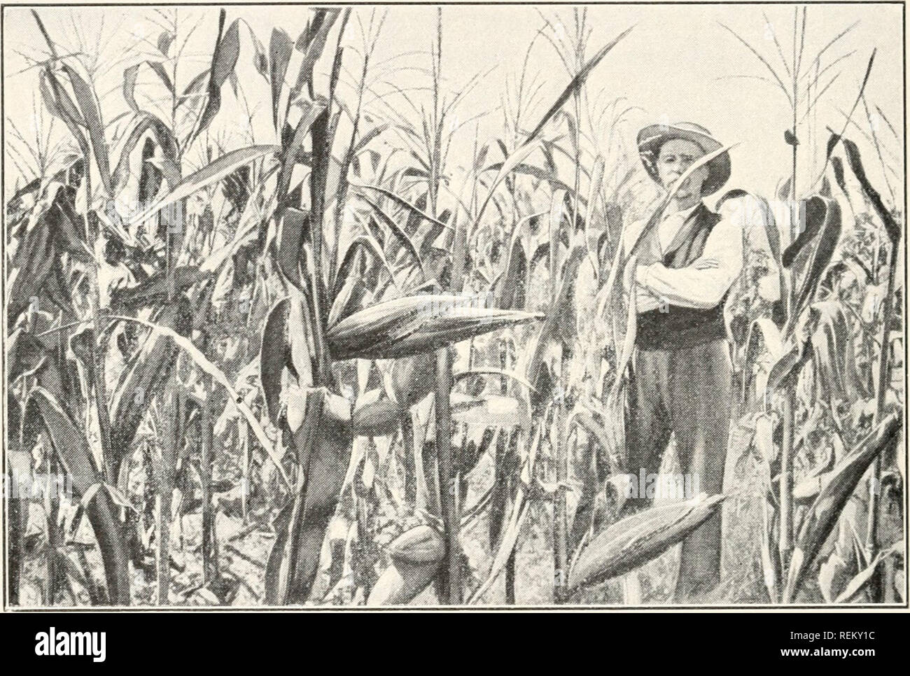 Earliest domesticated plants hi-res stock photography and images - Alamy