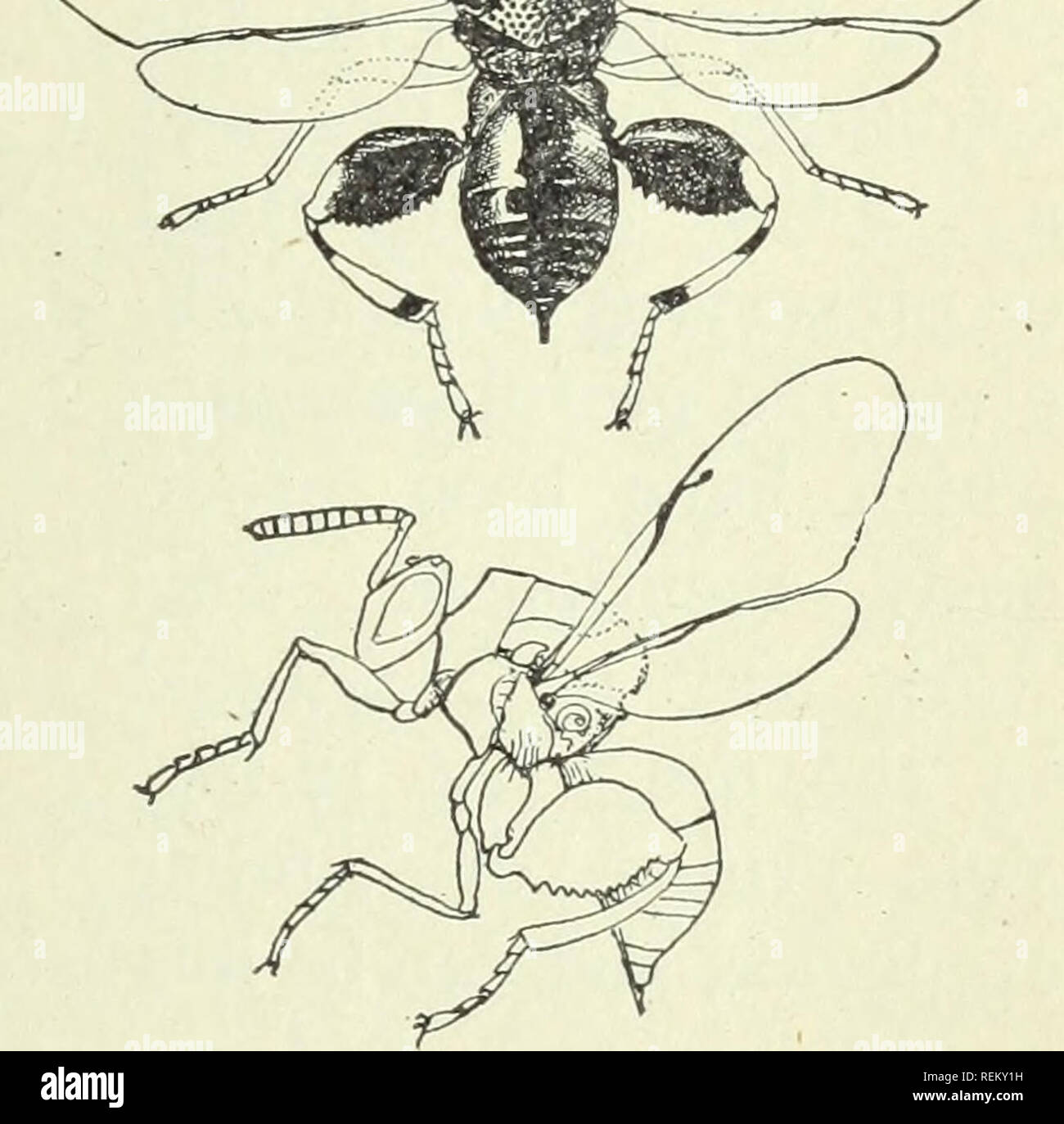 Hyperparasite hi-res stock photography and images - Alamy