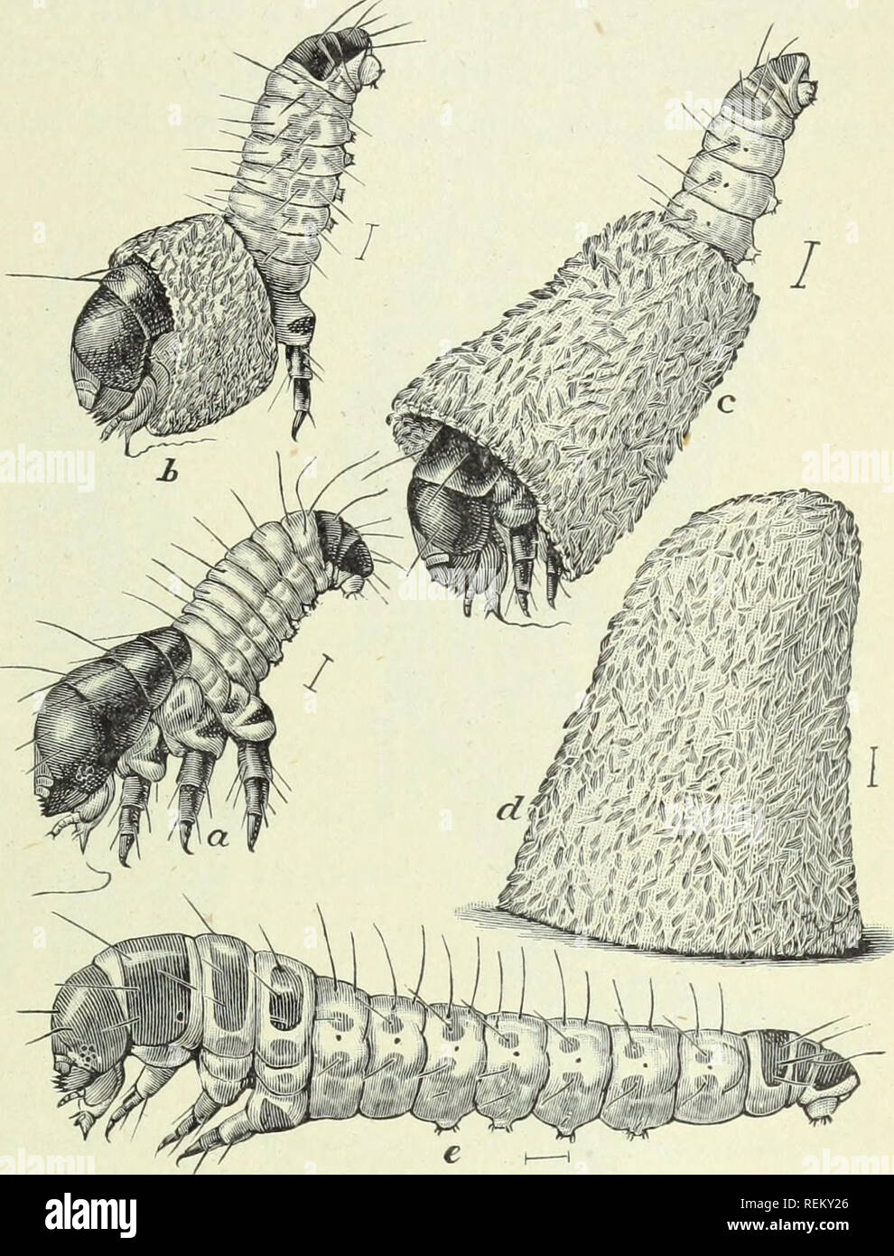 . Circular. Insects. the circle is complete. Then row after row of ...