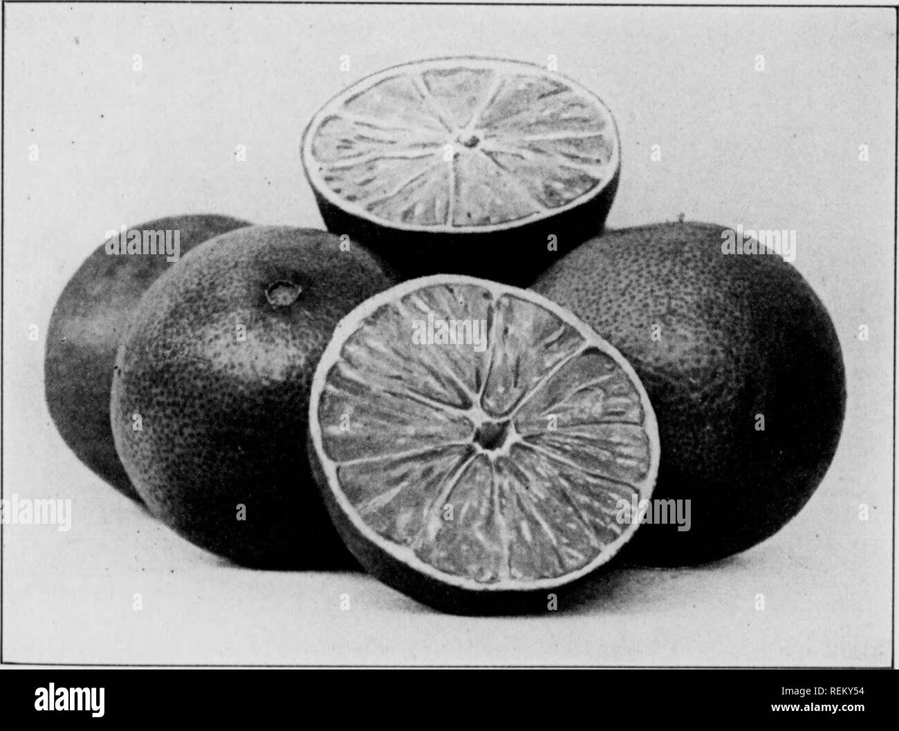 Seedless citrus Black and White Stock Photos & Images - Alamy